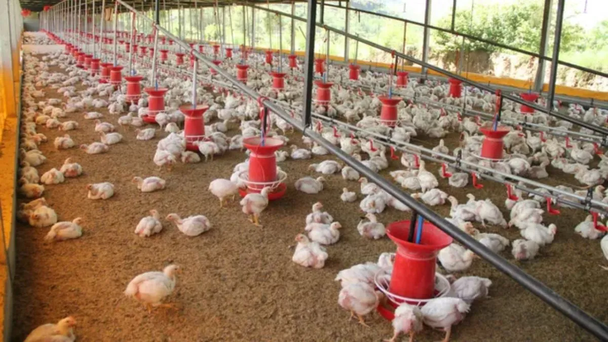 Is Your Daily Chicken And Egg Consumption Hiding Deadly Secret? How ...