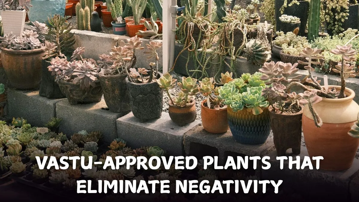 5 Vastu-Approved Plants That Absorb Negative Energy And Boost ...