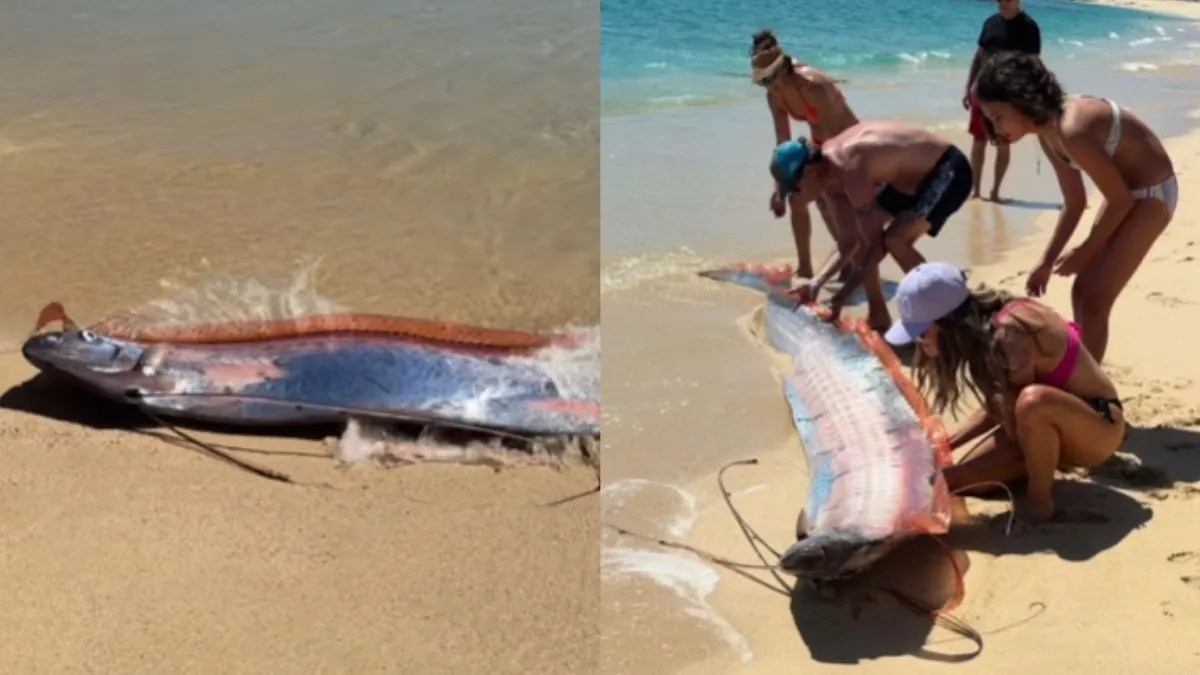 Rare 'Doomsday Fish' Sighting In Mexico Sparks Online Debate-Why ...