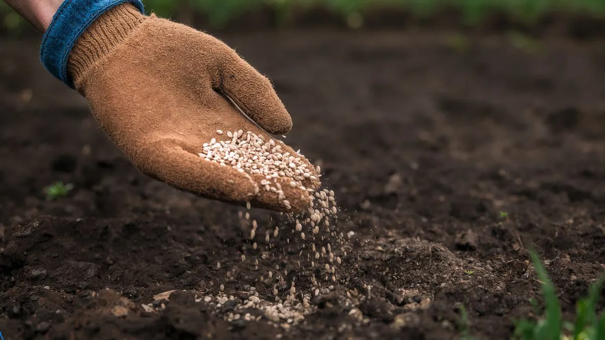 West Asia War Impact: Fertiliser Production To Dip 10-15% If Middle ...