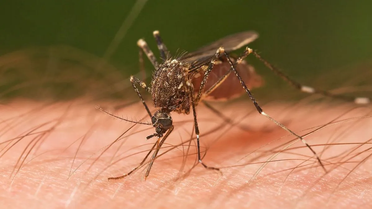 How Mosquitoes Choose Whom To Bite Among Humans? Study Reveals ...