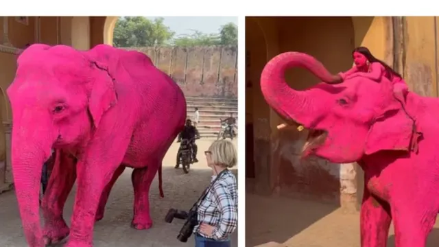 'Pink Elephant' Dies In Jaipur After Viral Photoshoot, Netizens Say ...