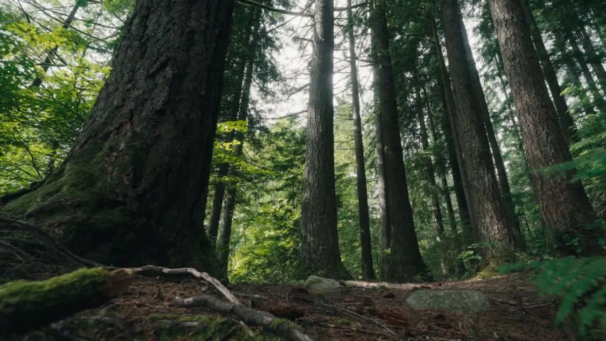 Another Kerala Girl Goes Missing In Karnataka, Was On Hike With Family ...