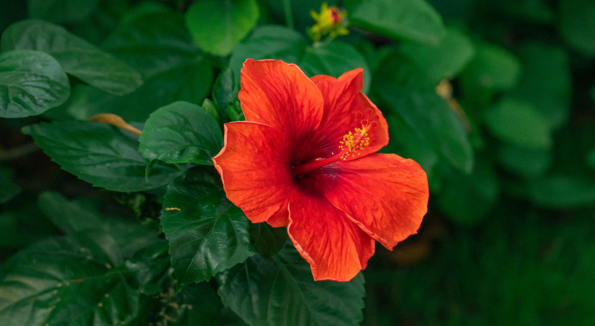 DIY Hibiscus Oil For Hair Growth: How To Make It At Home Easily