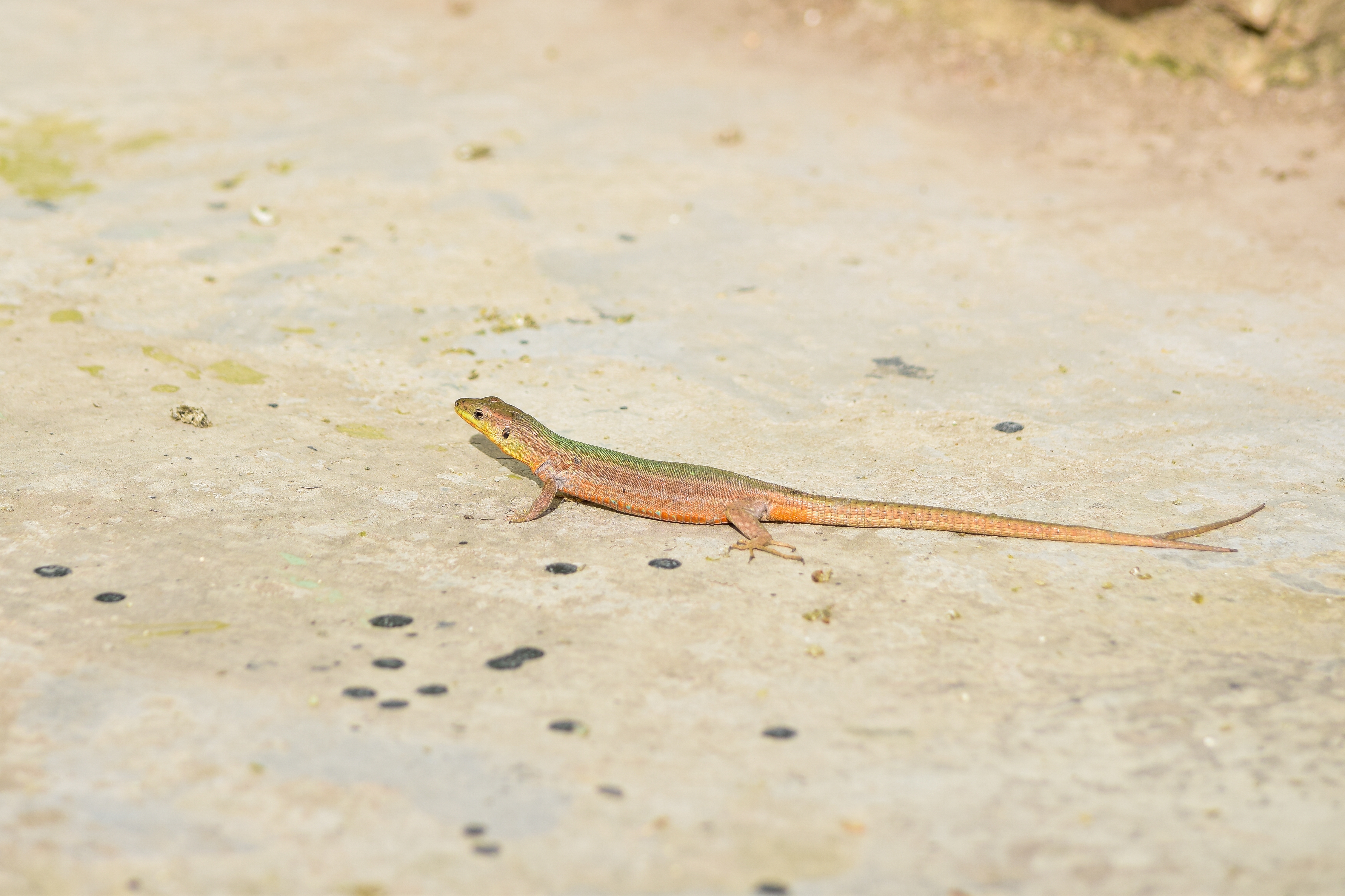5 Spiritual Meanings Of Seeing A Lizard In Home Good Luck Or Bad Sign