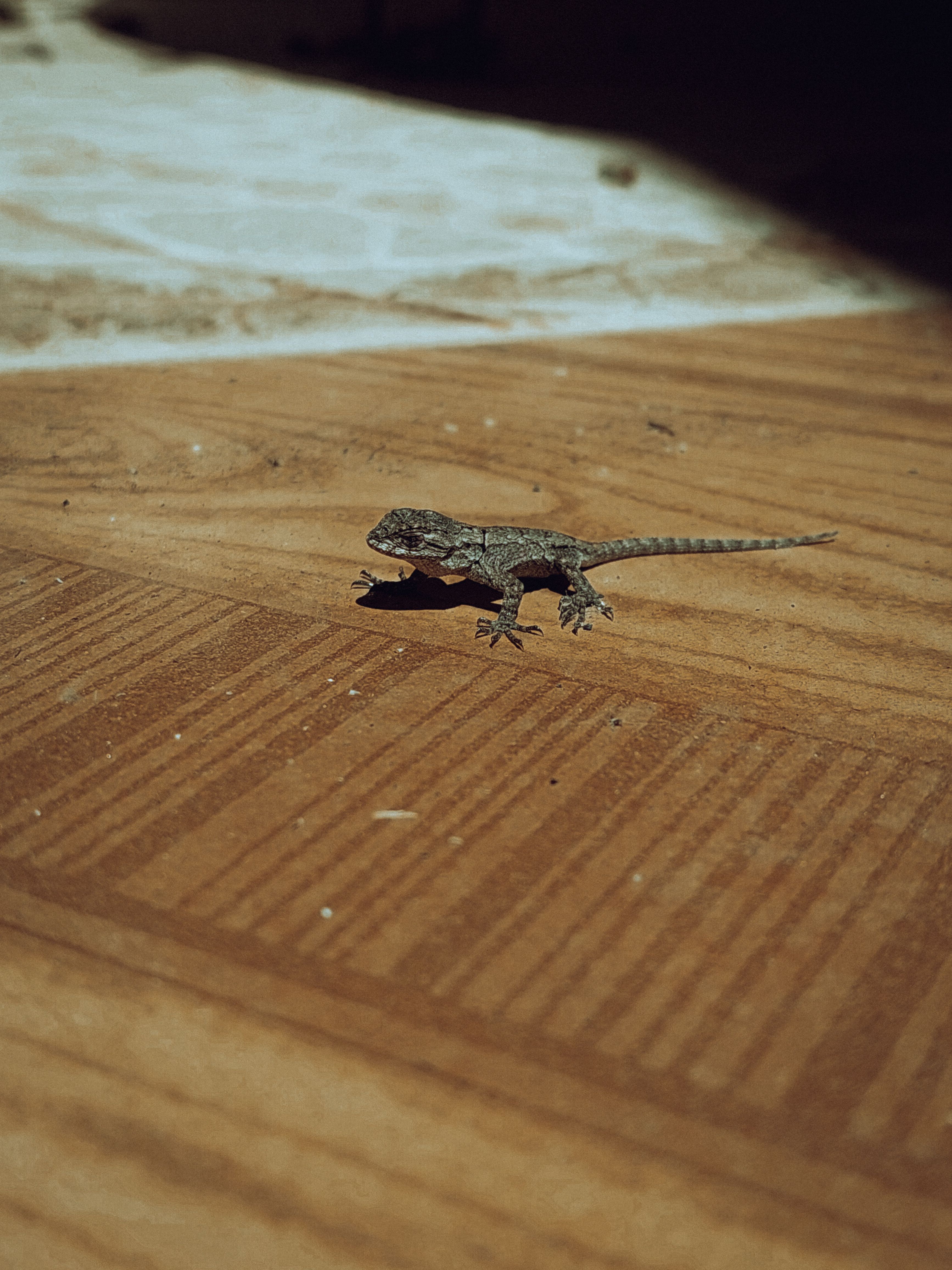5 Spiritual Meanings Of Seeing A Lizard In Home: Good Luck Or Bad Sign?