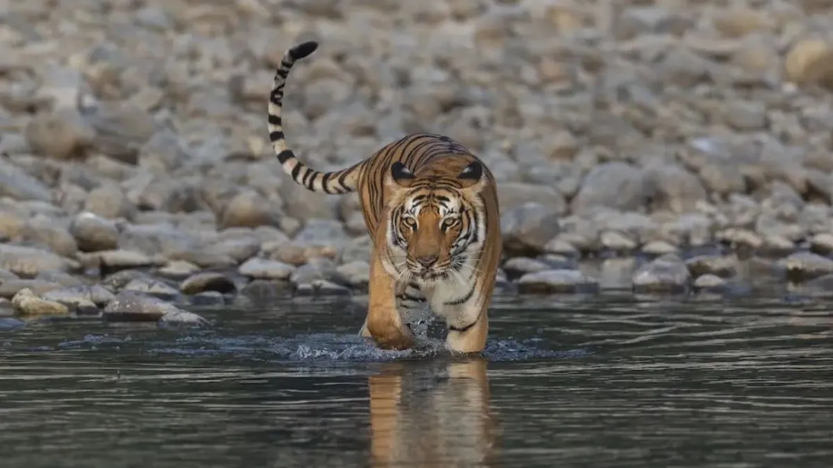 Uttarakhand To Deploy 81 Special Tiger Guards In Corbett Reserve ...