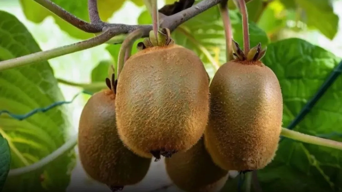 Uttarakhand Pushes Kiwi And Dragon Fruit Farming, Aims To Involve ...
