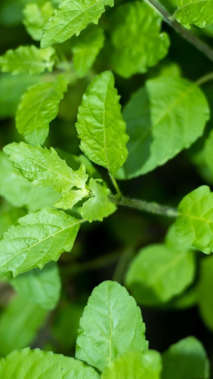 Boost Your Immunity: 5 Reasons To Eat Tulsi Patta Daily