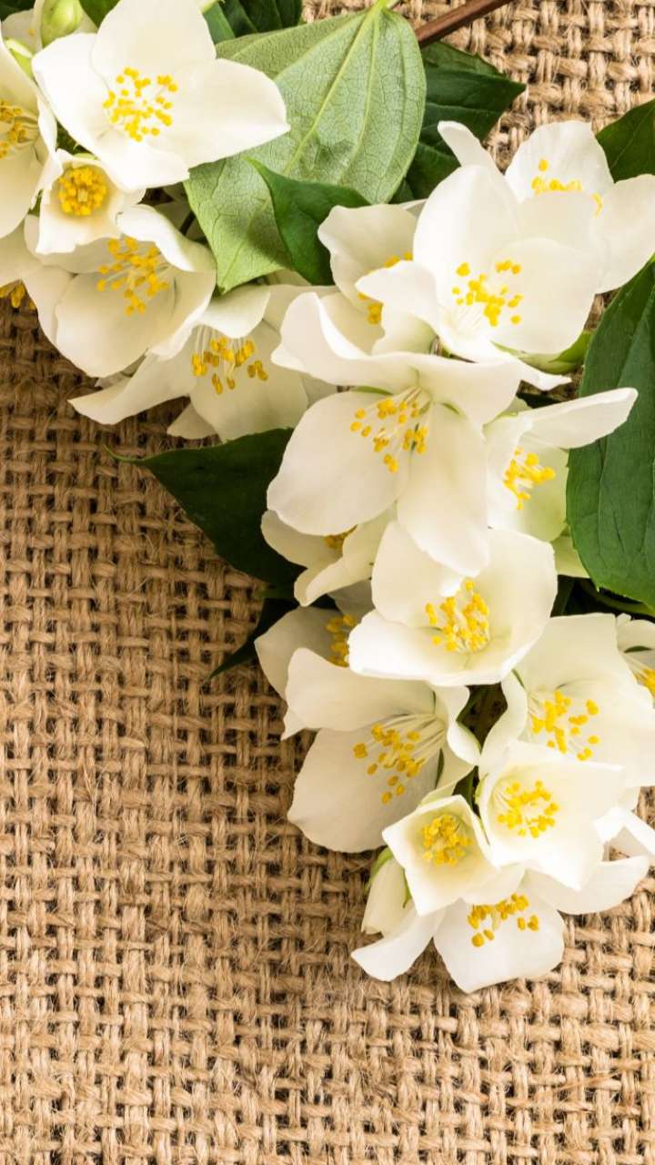 5 Easy Ways To Style Mogra To Elevate Your Look!