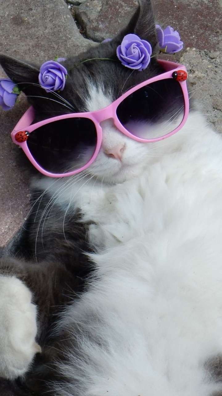 6 Cat Breeds That Busy GenZ Can Keep As Pets