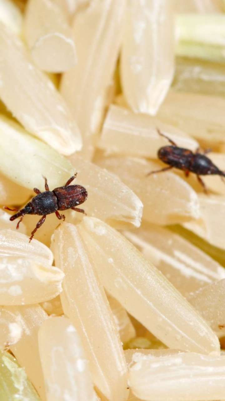 How To Remove Weevils And Small Insects From Rice?