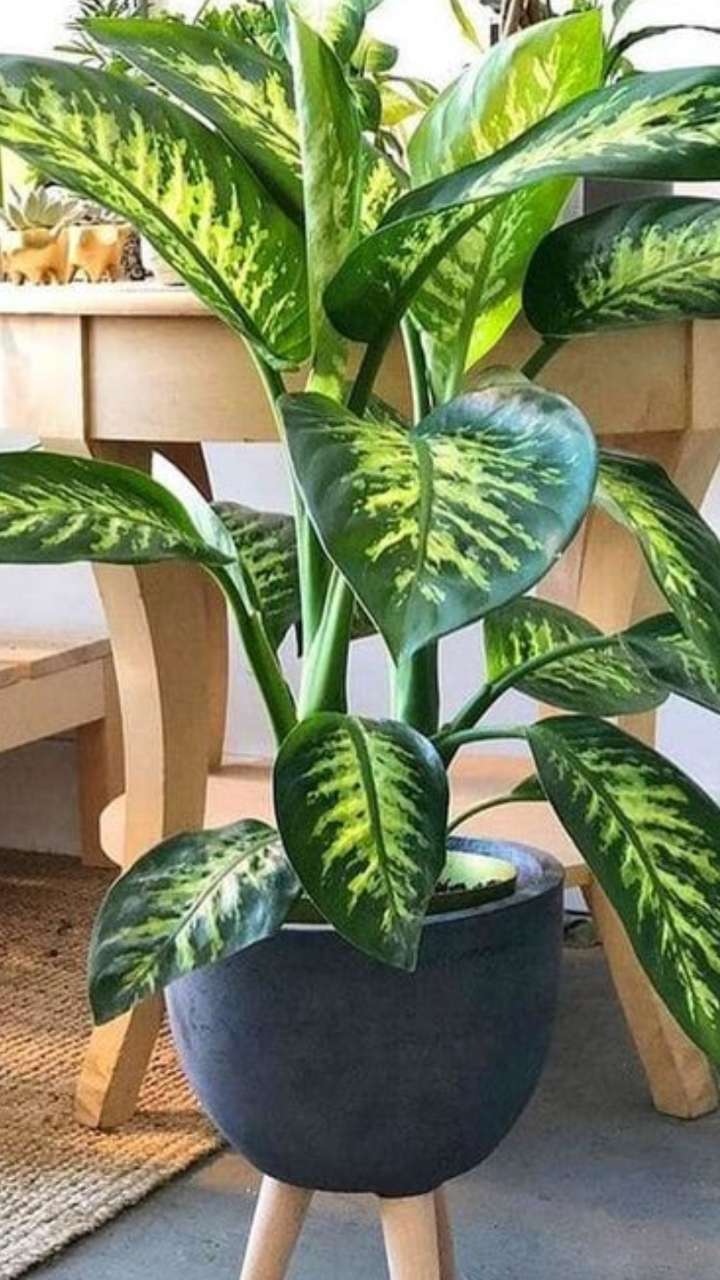 Top 7 Plants That Bring Fortune And Money