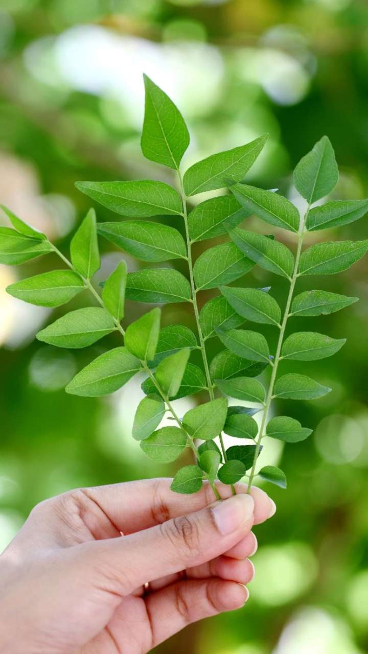 6 Best Ways To Store Curry Leaves At Home