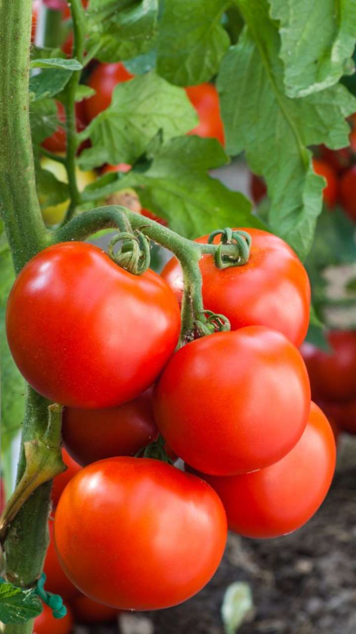 DIY: Tomato Face Mask To Get Rid Of Summer Tan